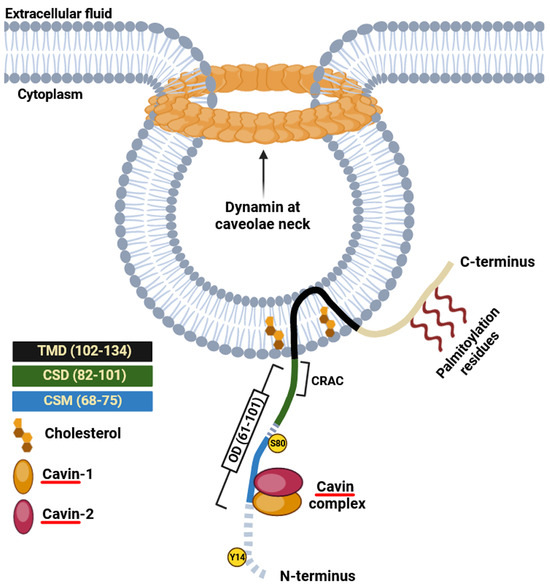Unraveling the Cave: A Seventy-Year Journey into the Caveolar Network ...