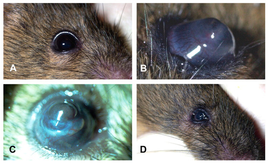 Animal Models for the Study of Keratoconus