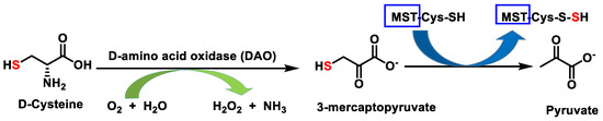 Chemistry of Hydrogen Sulfide—Pathological and Physiological Functions ...