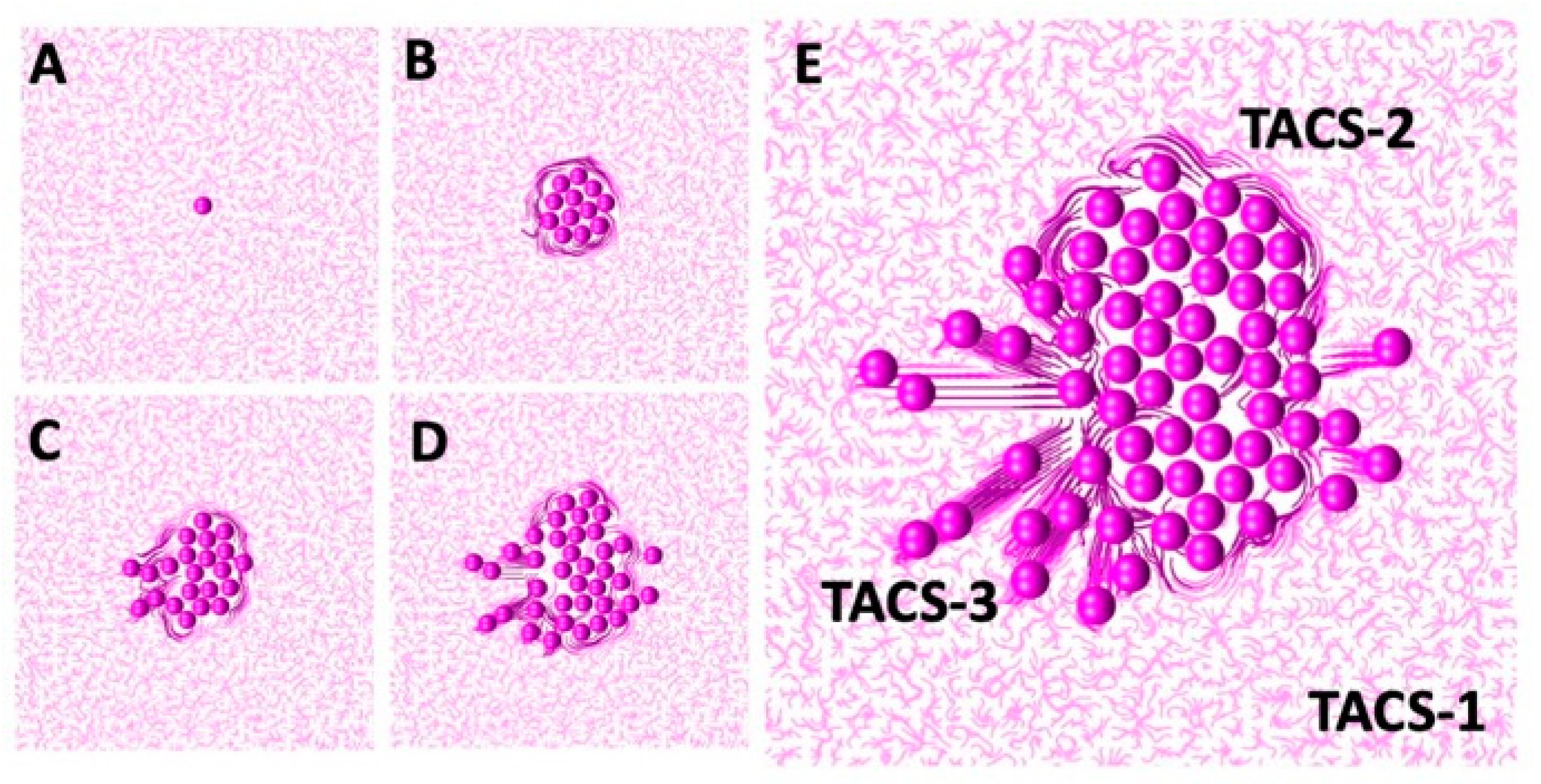 Dynamics of Fibril Collagen Remodeling by Tumor Cells: A Model of Tumor ...