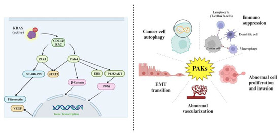 PAK in Pancreatic Cancer-Associated Vasculature: Implications for ...