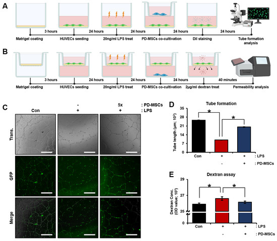 Increased Hepatocyte Growth Factor Secretion by Placenta-Derived ...