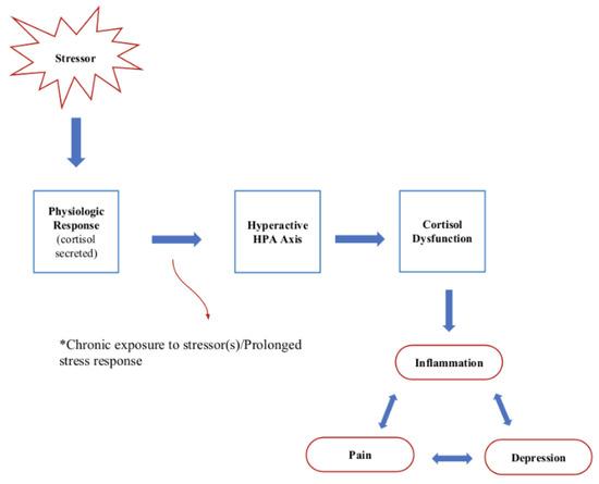 The Role of Cortisol in Chronic Stress, Neurodegenerative Diseases, and Psychological Disorders