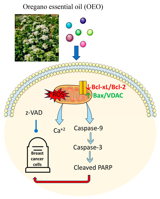 Cytotoxic Effect Induced by Sicilian Oregano Essential Oil in Human ...