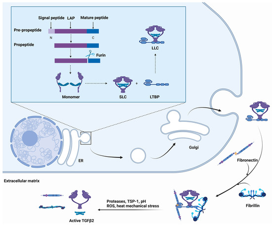 The Research Progress in Transforming Growth Factor-β2
