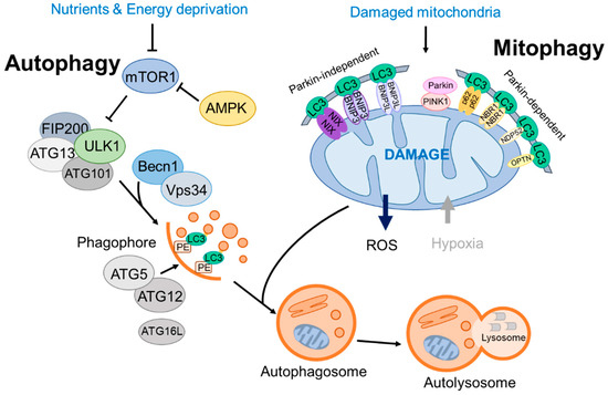 Unraveling the Intricacies of Autophagy and Mitophagy: Implications in Cancer Biology