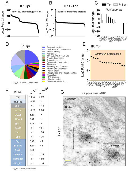 Cells | Free Full-Text | Tpr Misregulation in Hippocampal Neural Stem ...