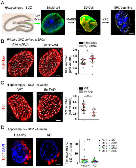 Tpr Misregulation in Hippocampal Neural Stem Cells in Mouse Models of ...