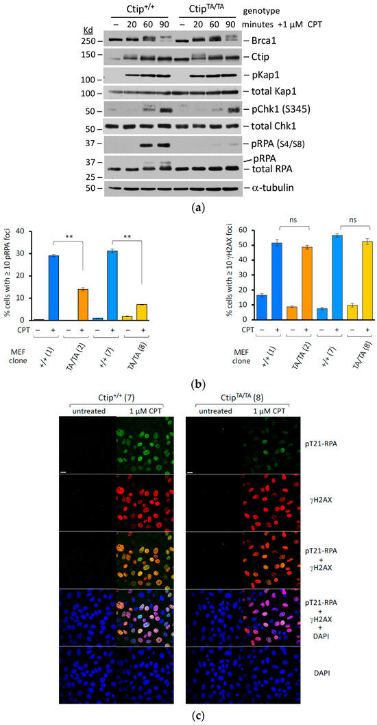 Cells | Free Full-Text | ATM/ATR Phosphorylation of CtIP on Its ...