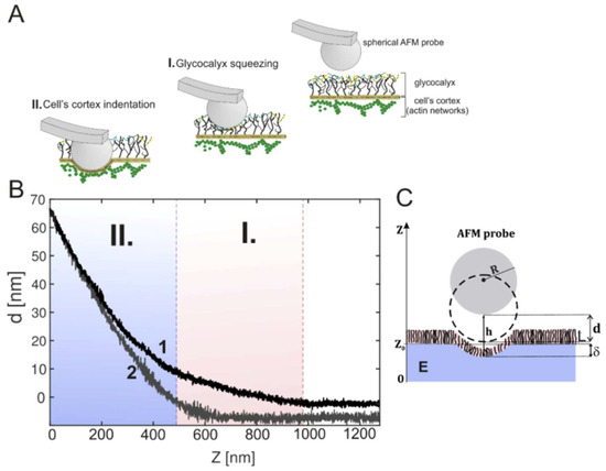 Scanning Probe Microscopy Techniques for Studying the Cell Glycocalyx