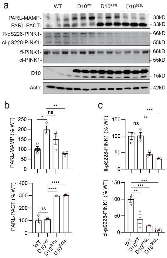 Disruption of Mitophagy Flux through the PARL-PINK1 Pathway by CHCHD10 ...