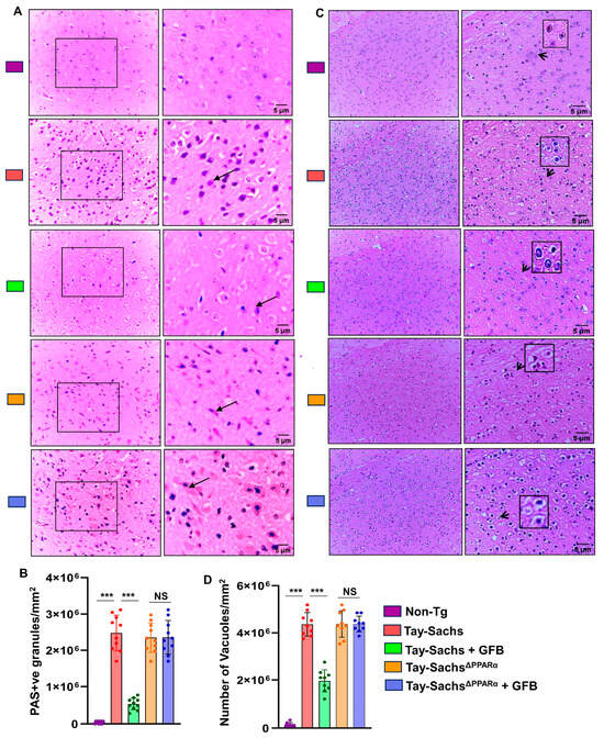 Lipid-Lowering Drug Gemfibrozil Protects Mice from Tay-Sachs Disease ...