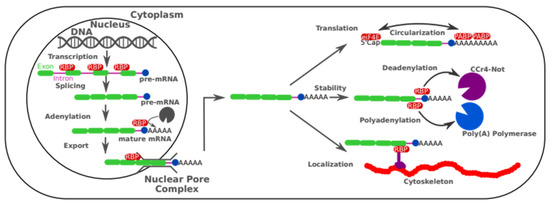 Cells | Free Full-Text | Functions of RNA-Binding Proteins in ...