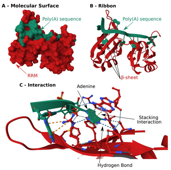 Functions of RNA-Binding Proteins in Cardiovascular Disease