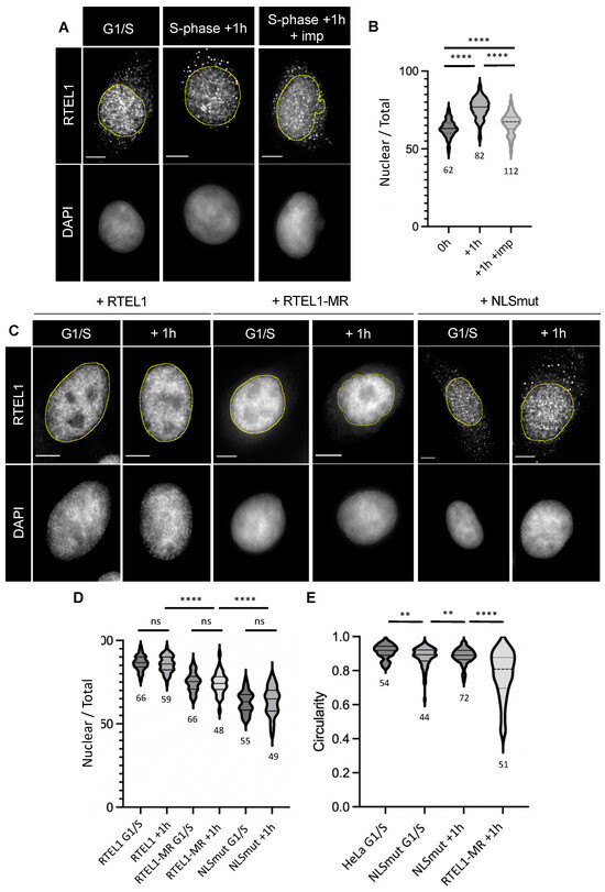 Human RTEL1 Interacts with KPNB1 (Importin β) and NUP153 and Connects ...