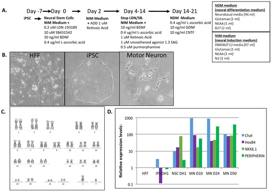 Proteomic Analysis of Human iPSC-Derived Neural Stem Cells and Motor Neurons Identifies ...