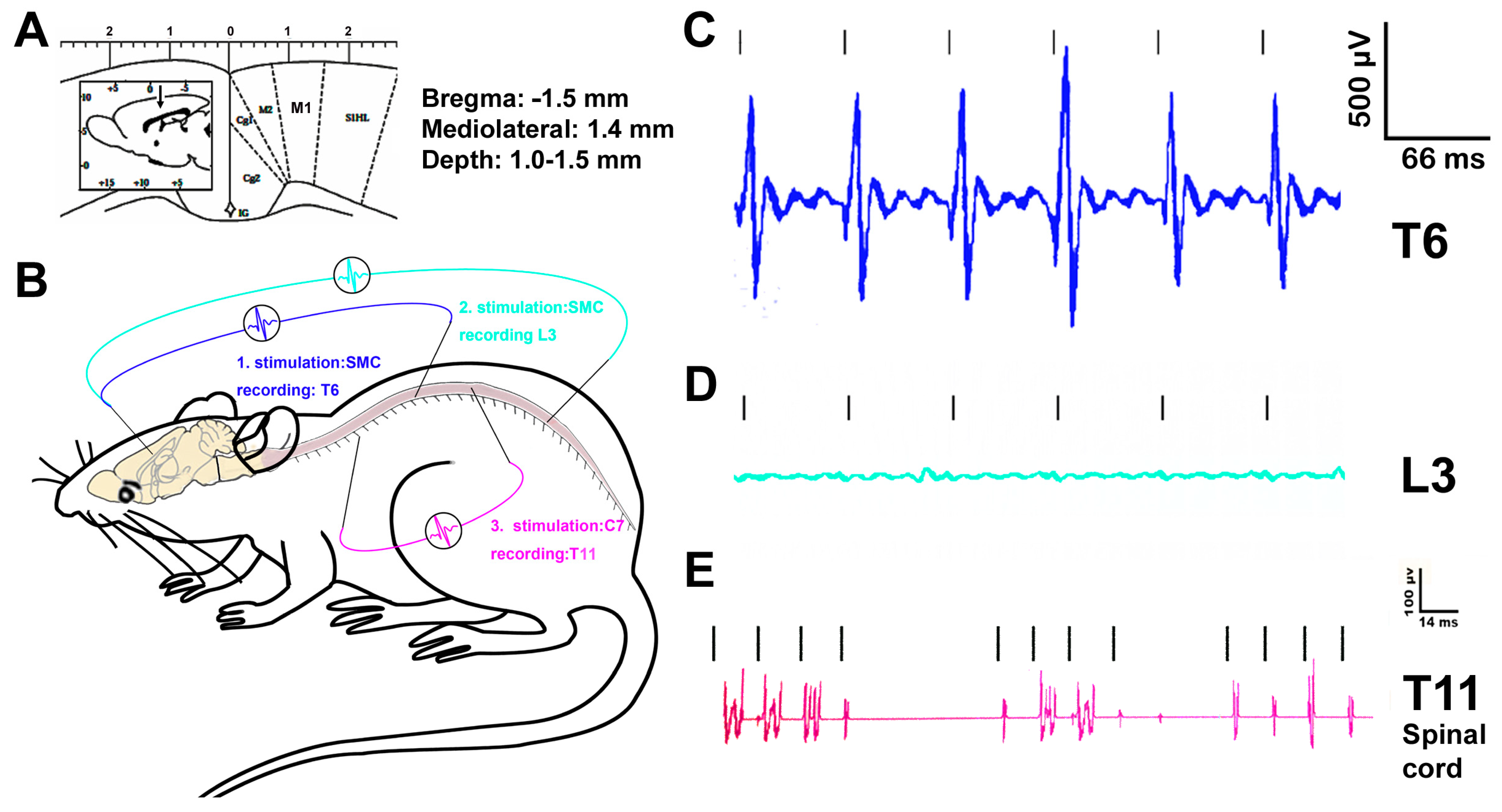 Cells Free Full Text T12 L3 Nerve Transfer Induced Locomotor