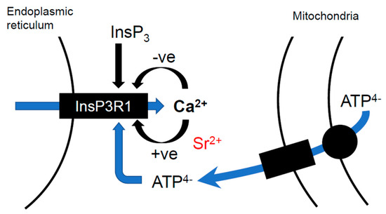 Sperm-Induced Ca2+ Release in Mammalian Eggs: The Roles of PLCζ, InsP3 ...