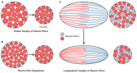 The Structural Adaptations That Mediate Disuse-Induced Atrophy of ...