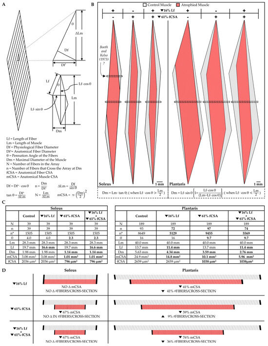The Structural Adaptations That Mediate Disuse-Induced Atrophy of ...