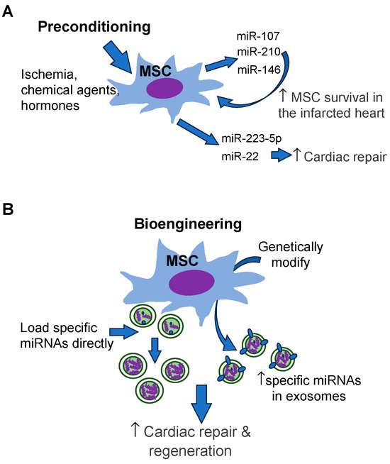 Cells | Free Full-Text | Mesenchymal Stem Cell-Derived Exosomal microRNAs in Cardiac Regeneration