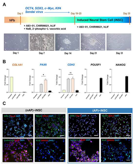 Cells | Free Full-Text | Exploring the Functional Heterogeneity of ...