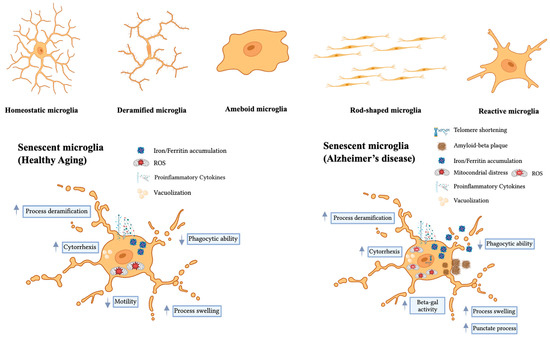 Microglial Senescence and Activation in Healthy Aging and Alzheimer’s ...