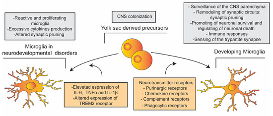 Microglia at the Tripartite Synapse during Postnatal Development ...