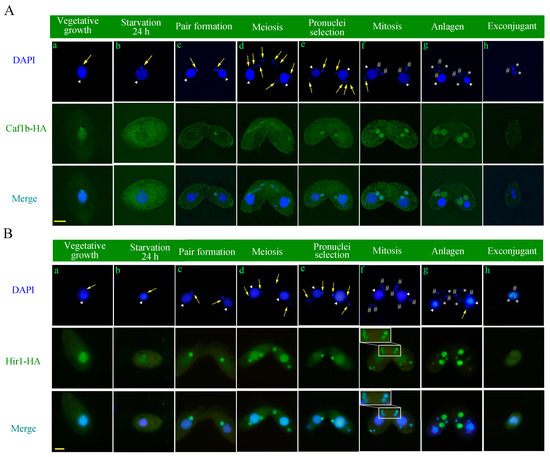 Independent and Complementary Functions of Caf1b and Hir1 for Chromatin ...