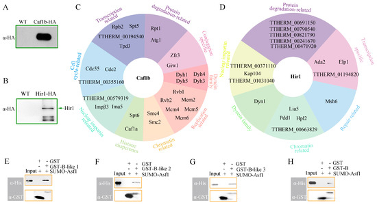 Independent and Complementary Functions of Caf1b and Hir1 for Chromatin ...