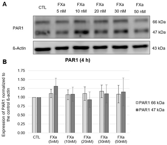 Coagulation Factor Xa Has No Effects on the Expression of PAR1, PAR2 ...
