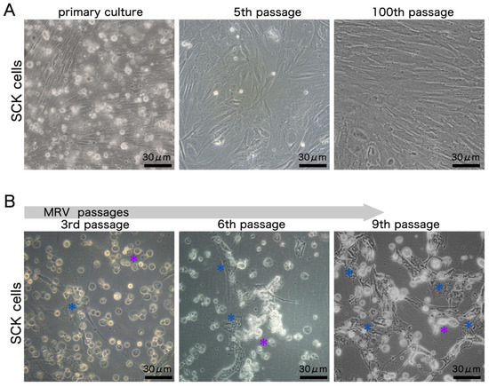 Development of a Highly Permissive Mandarin Fish (Siniperca chuatsi ...
