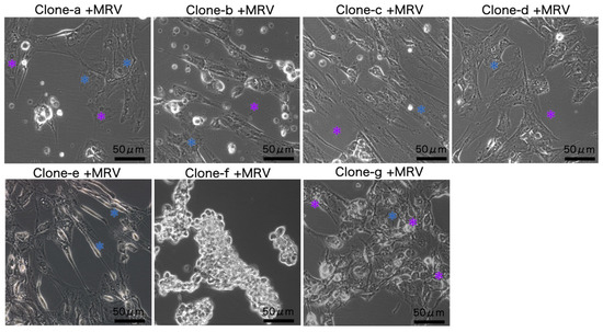 Development of a Highly Permissive Mandarin Fish (Siniperca chuatsi ...