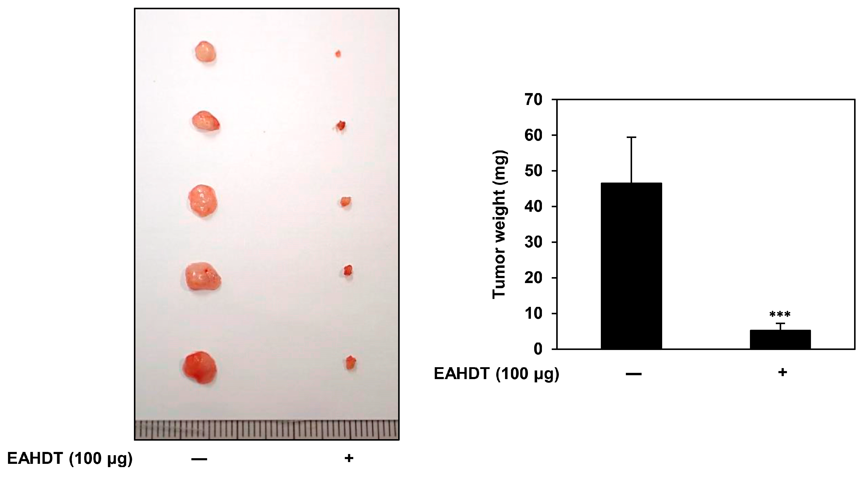 Cells | Free Full-Text | Hovenia dulcis Suppresses the Growth of Huh7-Derived Liver Cancer Stem ...