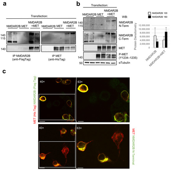 MET Oncogene Enhances Pro-Migratory Functions by Counteracting NMDAR2B ...