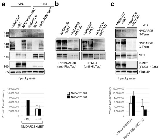 MET Oncogene Enhances Pro-Migratory Functions by Counteracting NMDAR2B ...