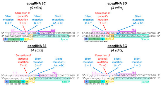 Successful Correction by Prime Editing of a Mutation in the RYR1 Gene ...