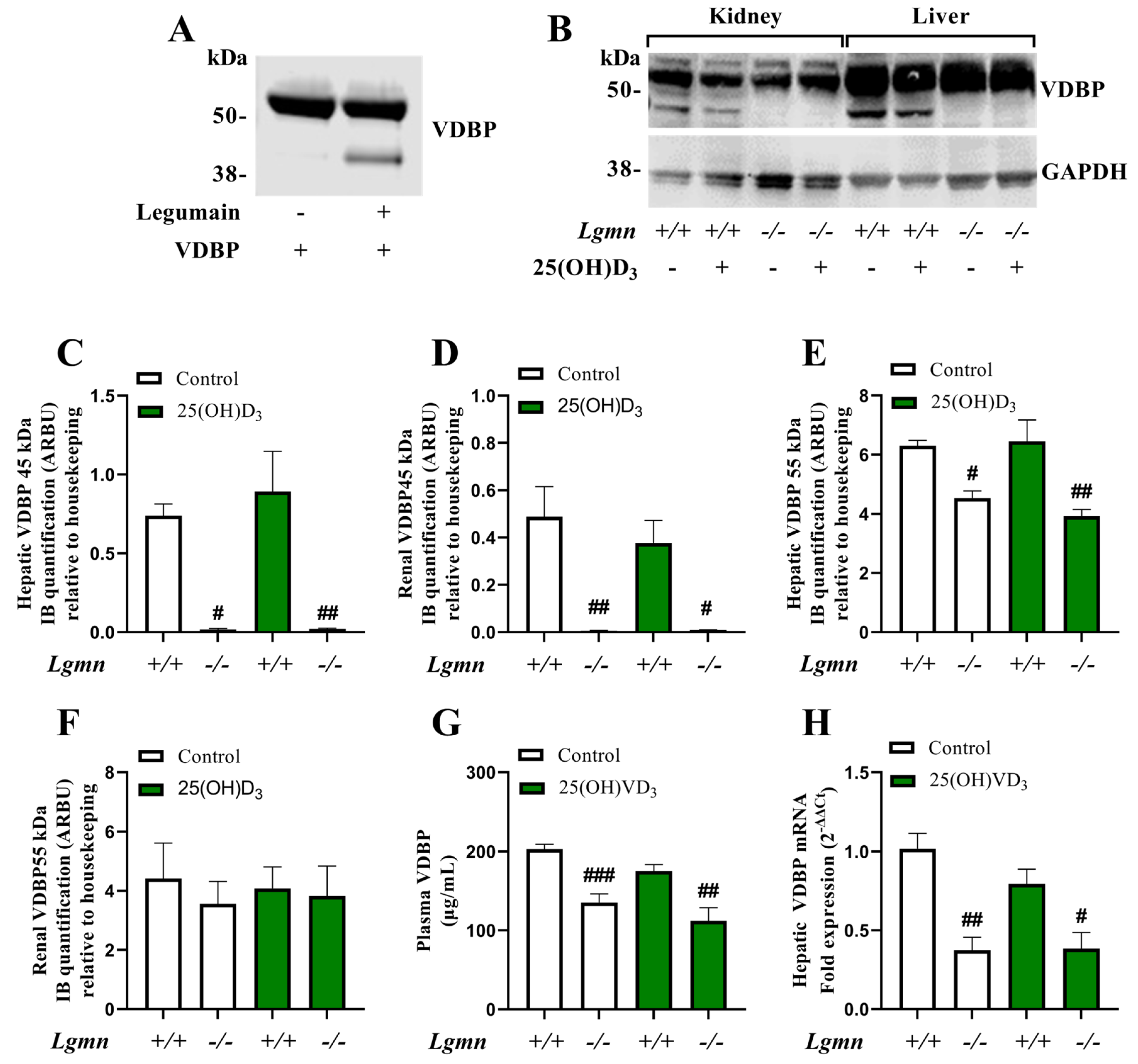 The Cysteine Protease Legumain Is Upregulated by Vitamin D and Is a ...