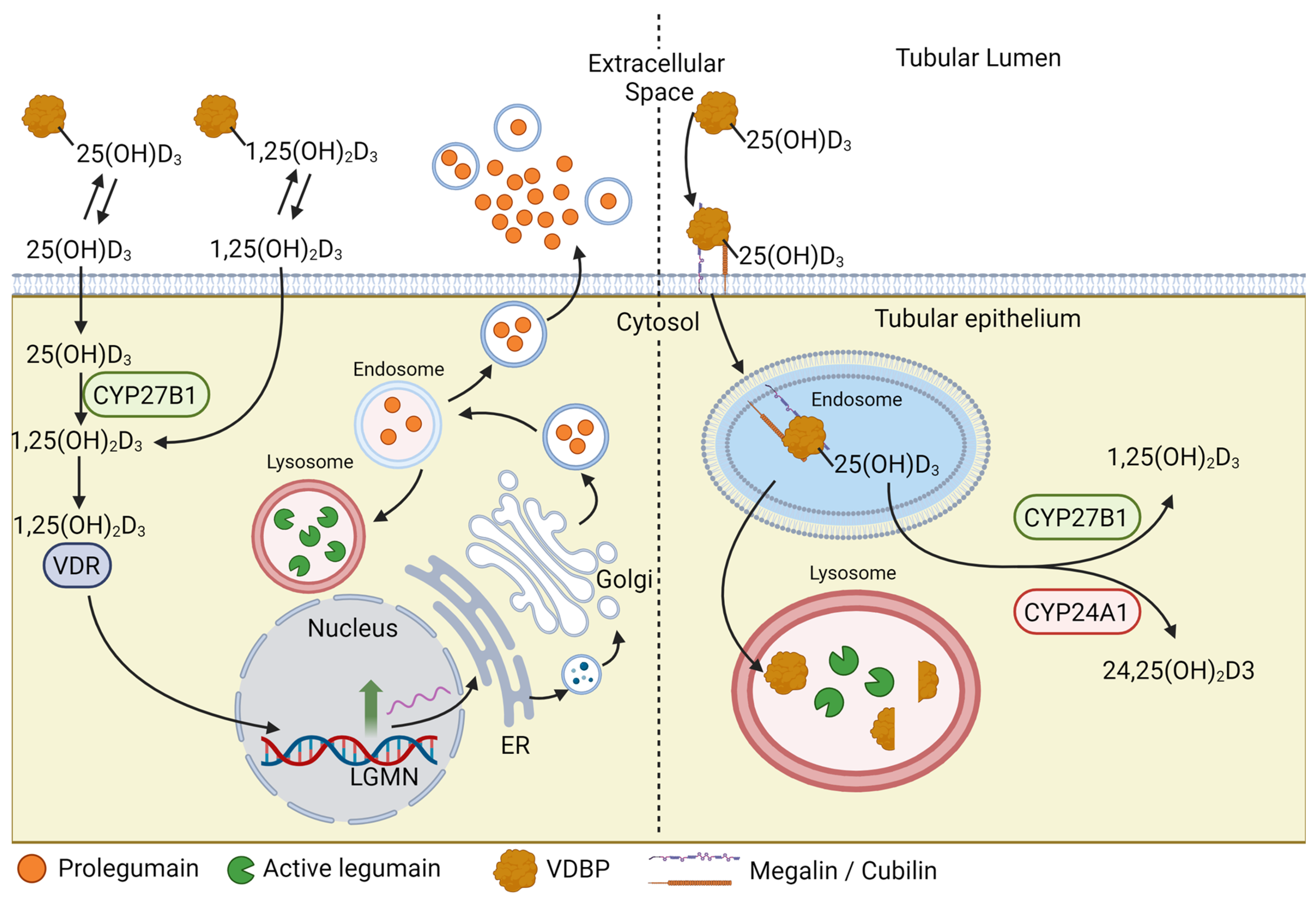 The Cysteine Protease Legumain Is Upregulated by Vitamin D and Is a ...