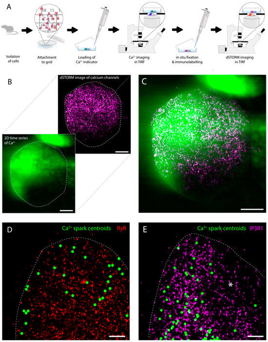 Super-Resolution Analysis of the Origins of the Elementary Events of ER ...