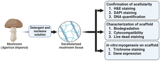 Derivation and Characterization of Novel Cytocompatible Decellularized ...