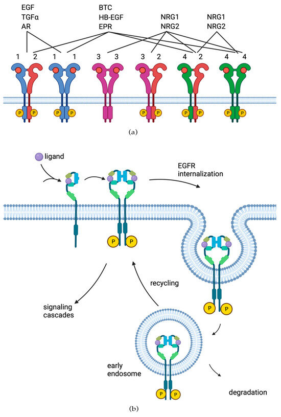 Targeted Inhibitors of EGFR: Structure, Biology, Biomarkers, and ...