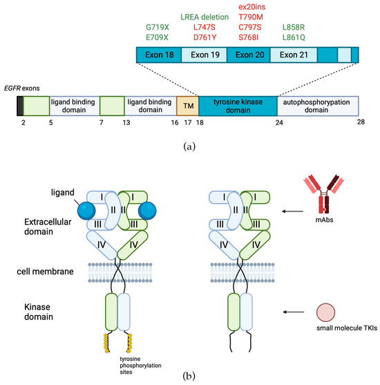 Cells | Free Full-Text | Targeted Inhibitors of EGFR: Structure, Biology, Biomarkers, and ...