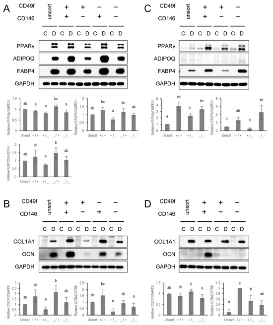 CD49f and CD146: A Possible Crosstalk Modulates Adipogenic ...