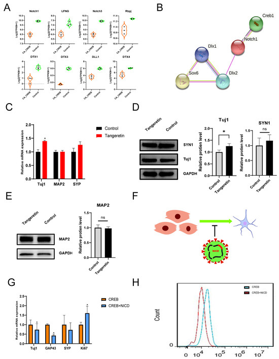 CREB1 Facilitates GABAergic Neural Differentiation of Human Mesenchymal ...