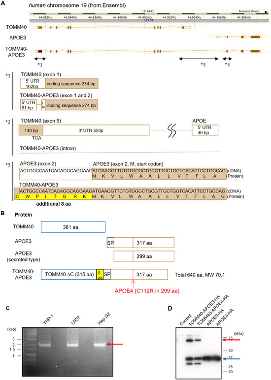 Uncovering the Localization and Function of a Novel Read-Through ...