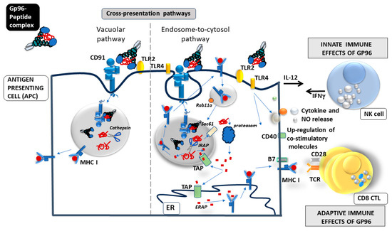 “All for One and One for All”: The Secreted Heat Shock Protein gp96-Ig ...