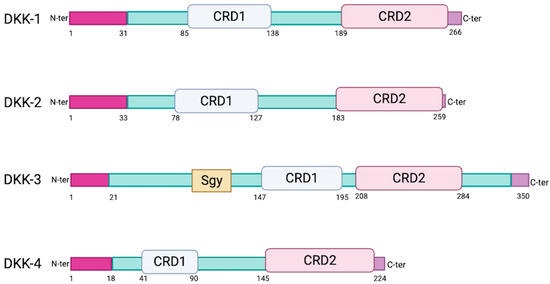 The Multifaceted Role of Human Dickkopf-3 (DKK-3) in Development ...