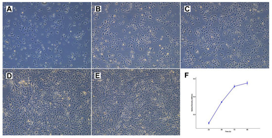 Cells | Free Full-Text | Characterization of a Preclinical In Vitro ...