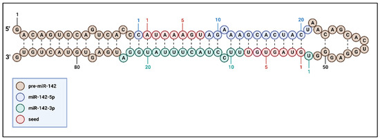 miR-142: A Master Regulator in Hematological Malignancies and ...